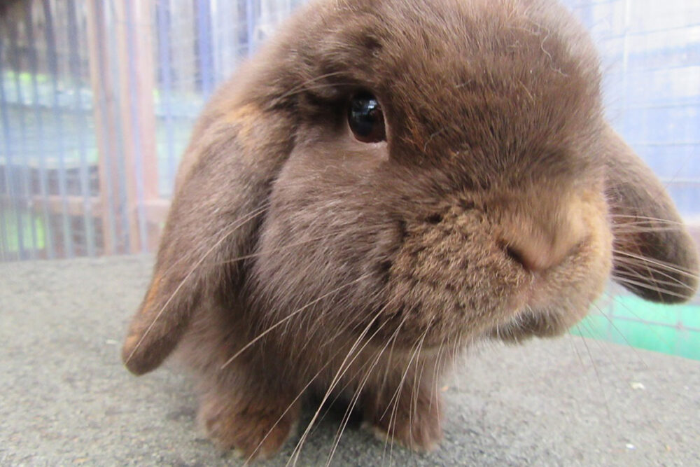 Support Us - Cat & Rabbit Rescue Center