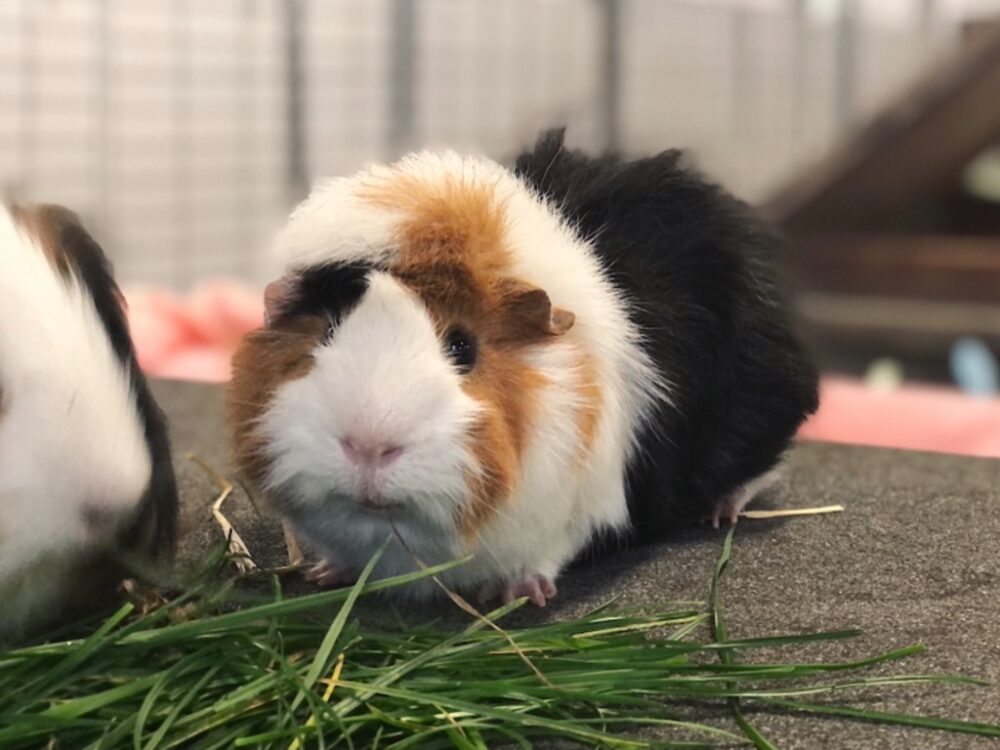 Home - Cat & Rabbit Rescue Center