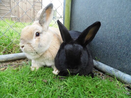 Adopt a Pet - Cat & Rabbit Rescue Center