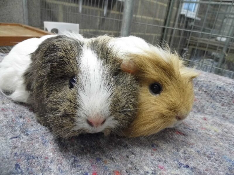 Adopt a Pet - Cat & Rabbit Rescue Center