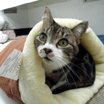 Home - Cat & Rabbit Rescue Center