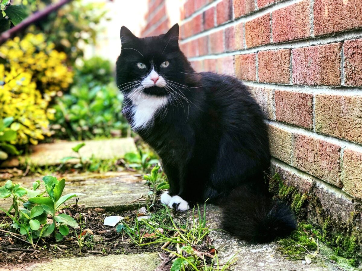 Axyl - Cat & Rabbit Rescue Center