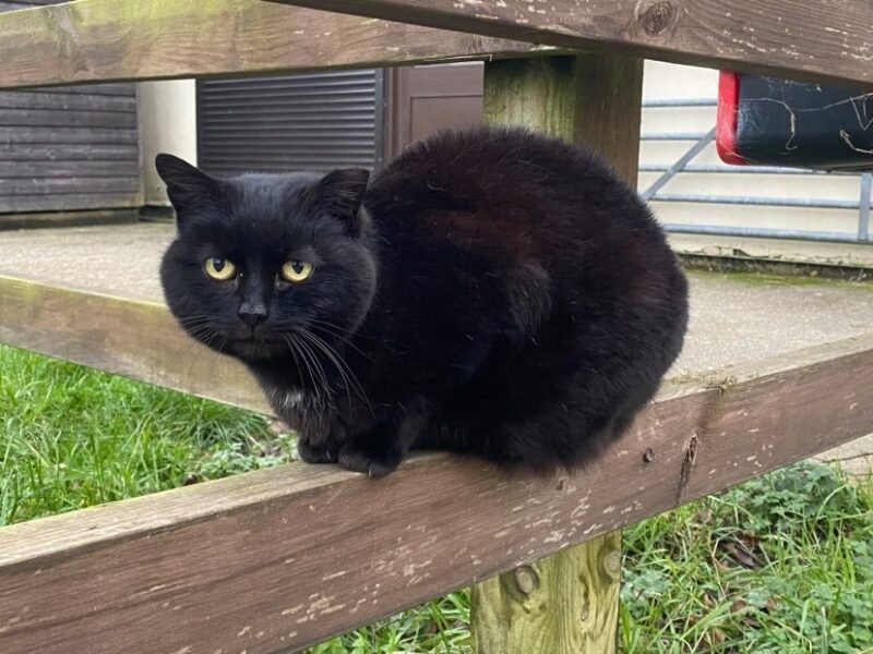 Francesca - Cat & Rabbit Rescue Center