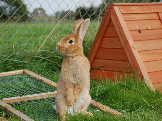 Facilities - Cat & Rabbit Rescue Center