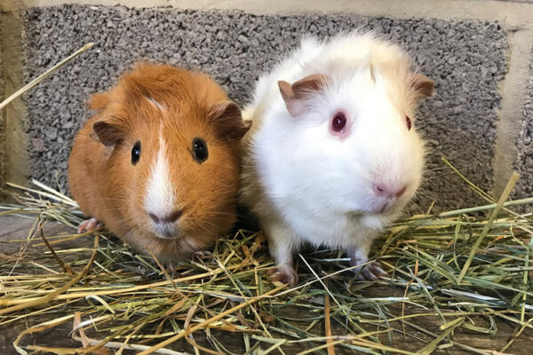 How We Help - Cat & Rabbit Rescue Center