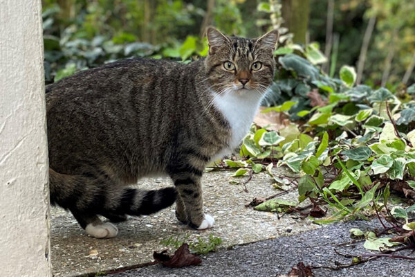 How We Help - Cat & Rabbit Rescue Center