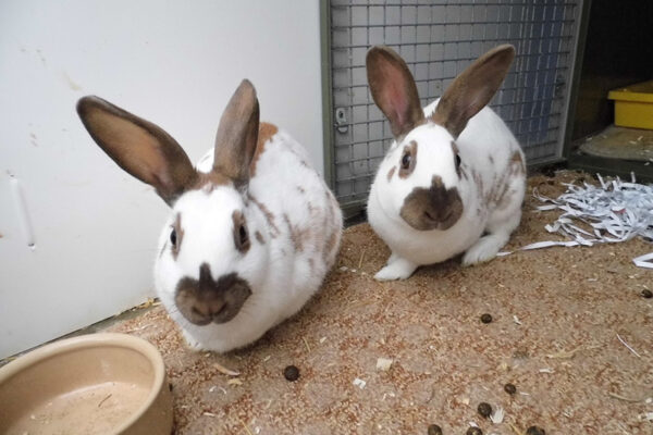 How We Help - Cat & Rabbit Rescue Center