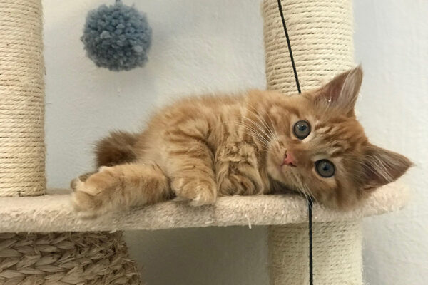 How We Help - Cat & Rabbit Rescue Center