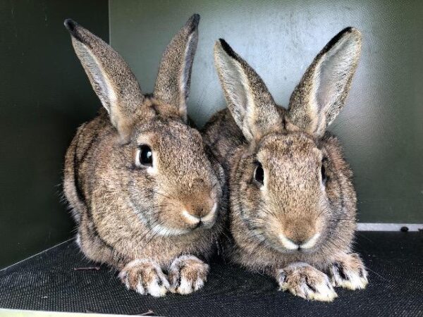 Pet Advice - Cat & Rabbit Rescue Center