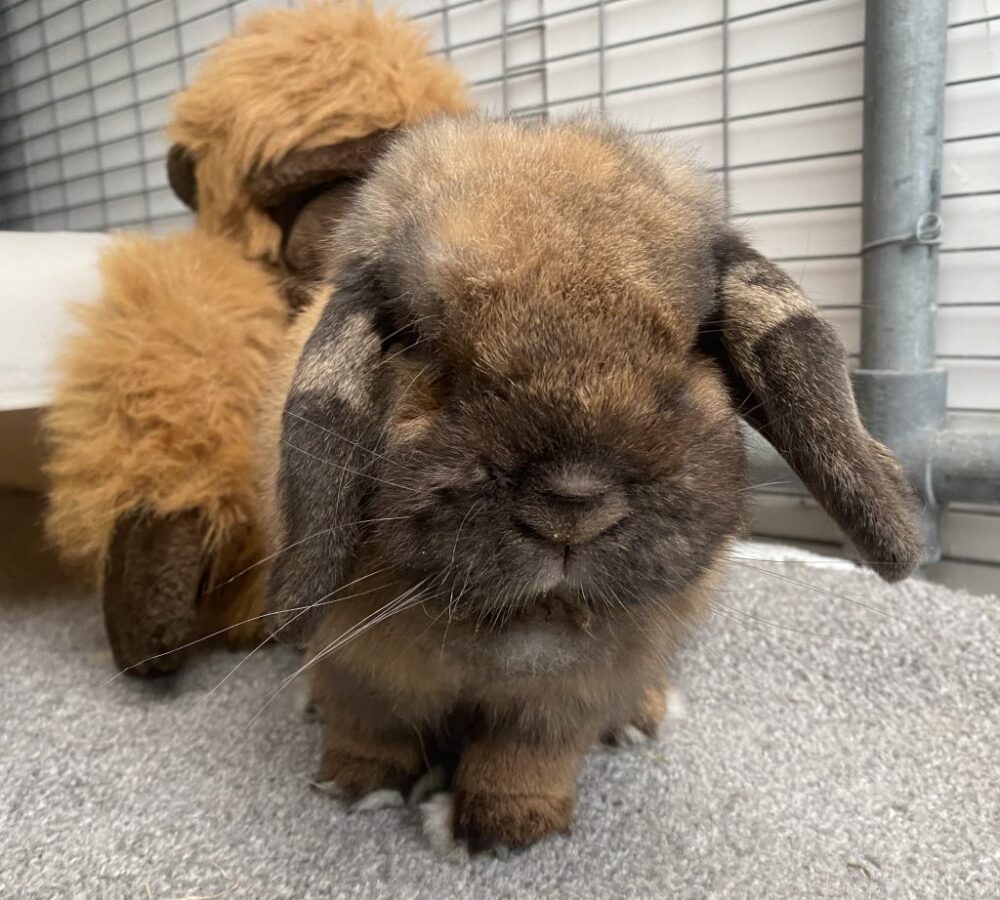 Adopt a Rabbit – Cat & Rabbit Rescue Center