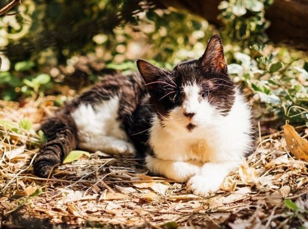 Support Us - Cat & Rabbit Rescue Center