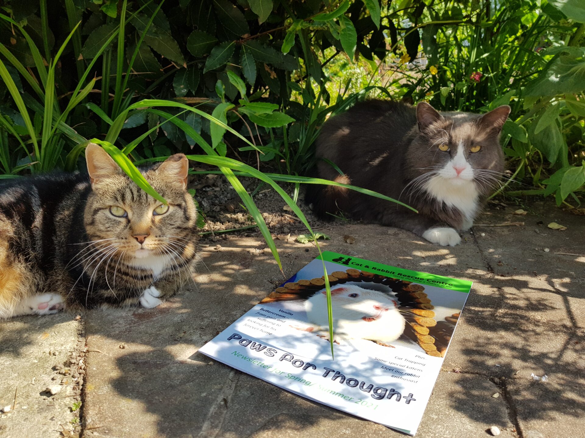 Support Us - Cat & Rabbit Rescue Center