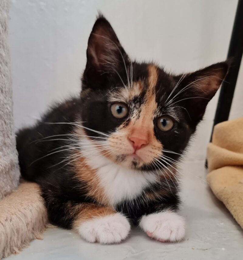 Shops & Gifting - Cat & Rabbit Rescue Center