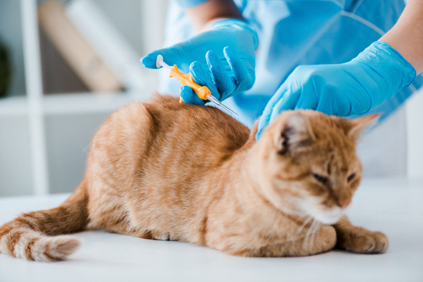 From Our Vet Room: Compulsory Cat Microchipping to Be Introduced - Cat & Rabbit Rescue Center