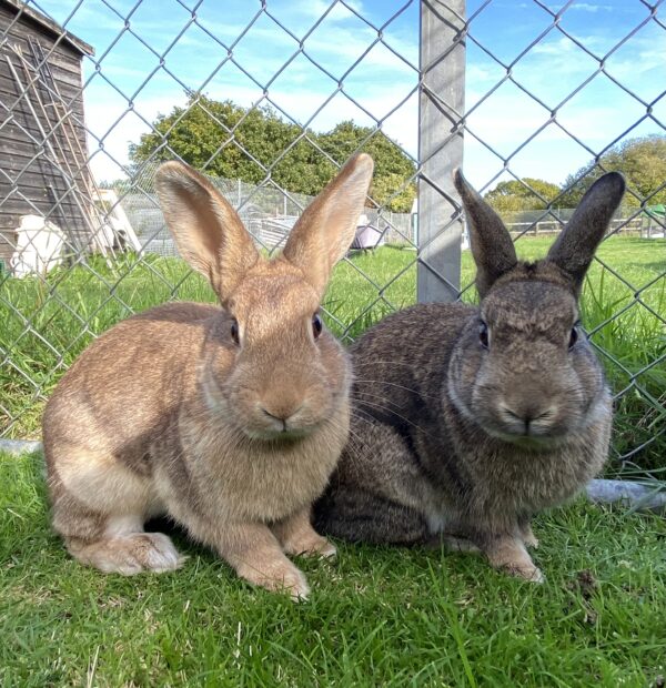 Adopt a Rabbit – Cat & Rabbit Rescue Center