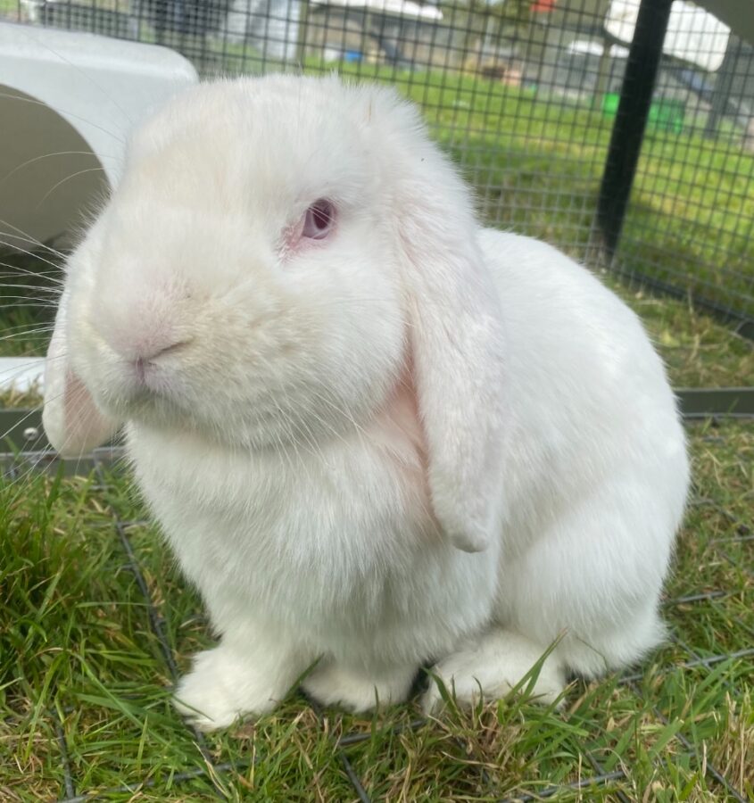 Adopt a Rabbit – Cat & Rabbit Rescue Center