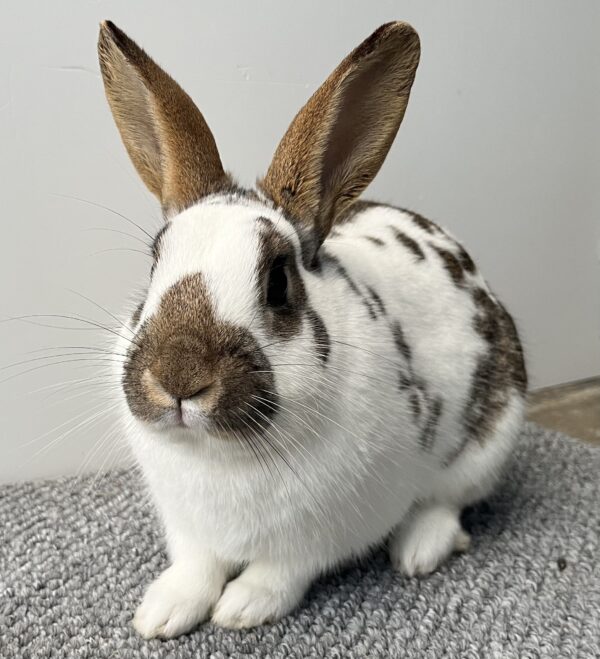 Adopt a Rabbit - Cat & Rabbit Rescue Center