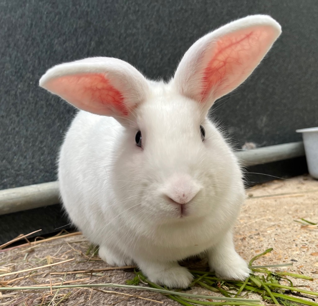 Adopt a Rabbit - Cat & Rabbit Rescue Center