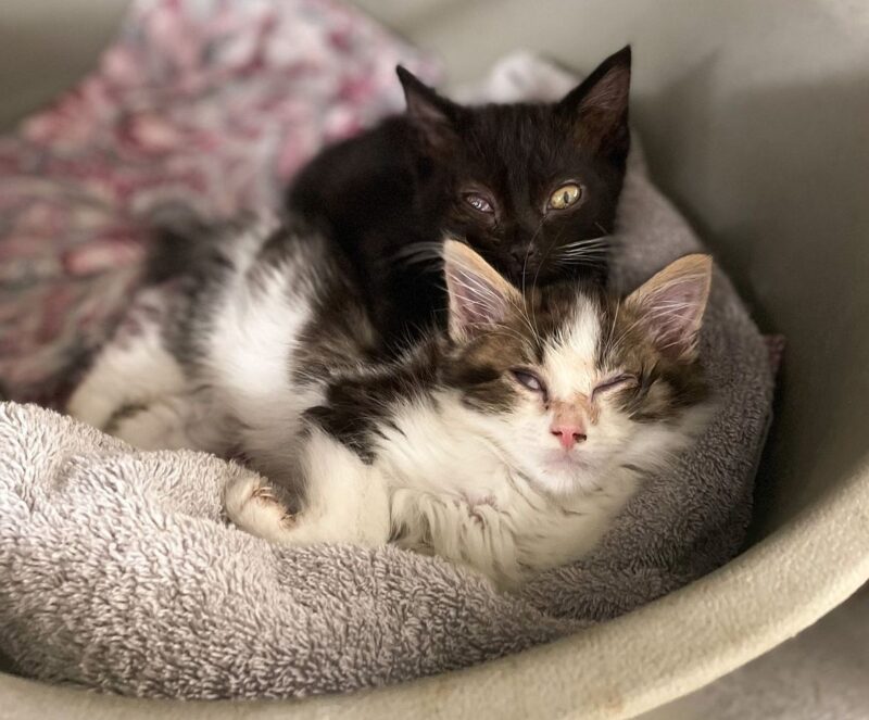 Home - Cat & Rabbit Rescue Center