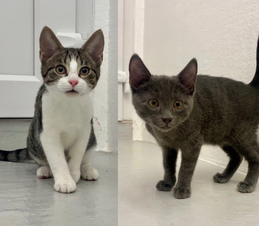 Home - Cat & Rabbit Rescue Center