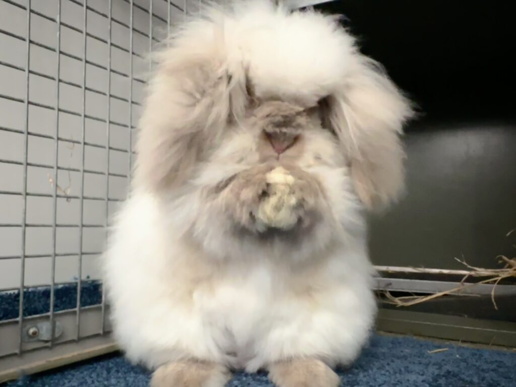 Adopt a Rabbit - Cat & Rabbit Rescue Center