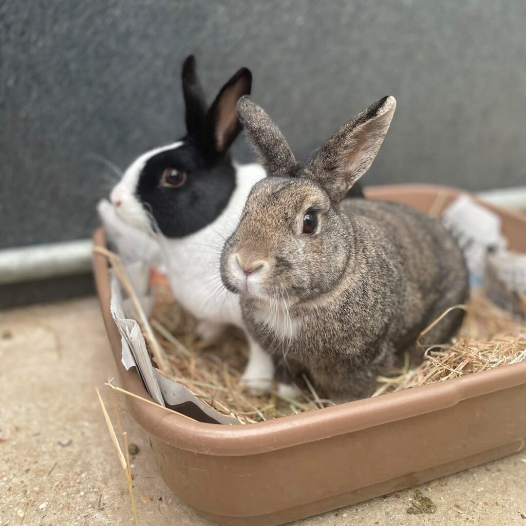 Sponsor a Room in The Barn - Cat & Rabbit Rescue Center