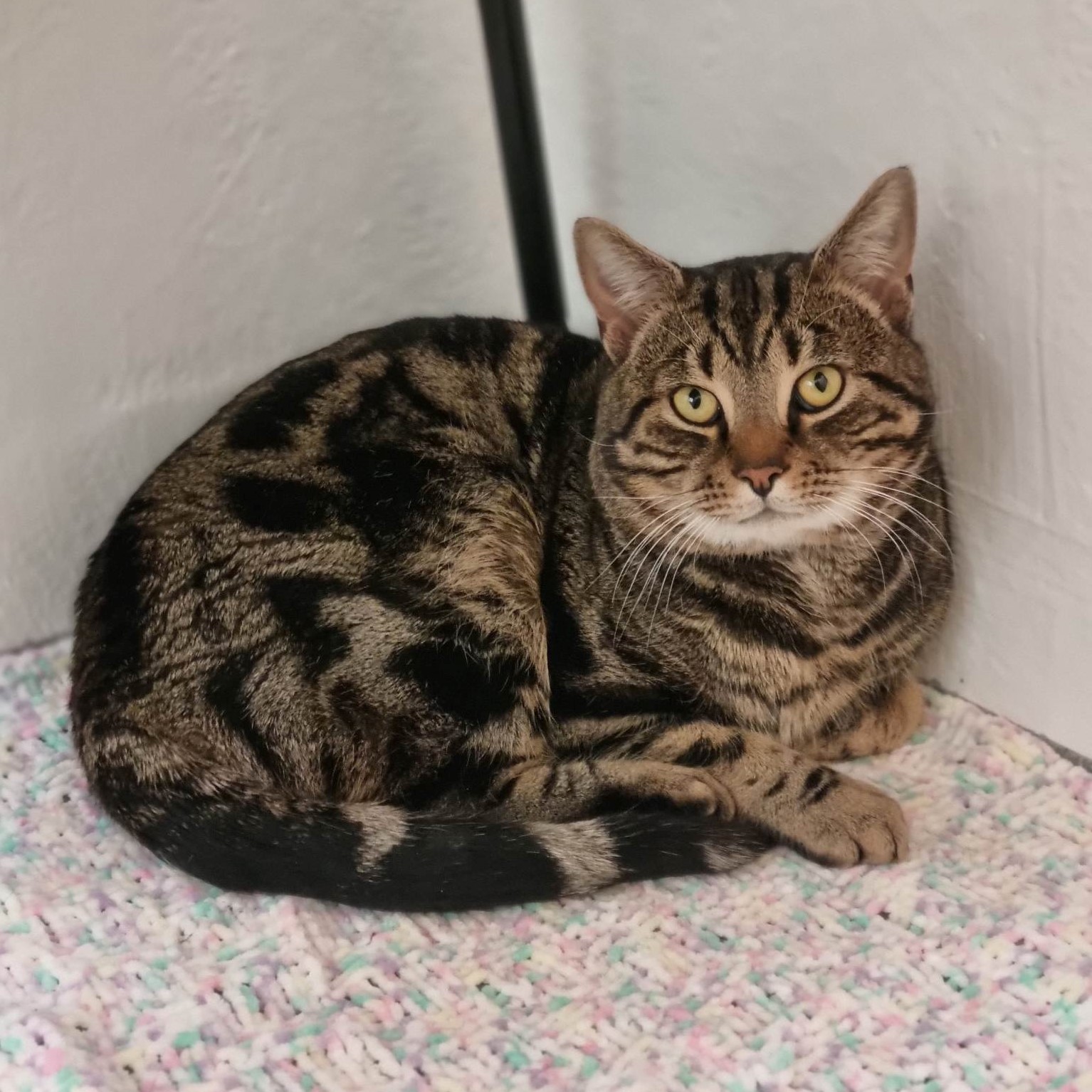 Sponsor a Room in The Barn - Cat & Rabbit Rescue Center