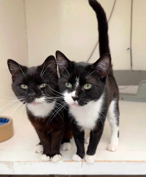 Adopt a Cat - Cat & Rabbit Rescue Center