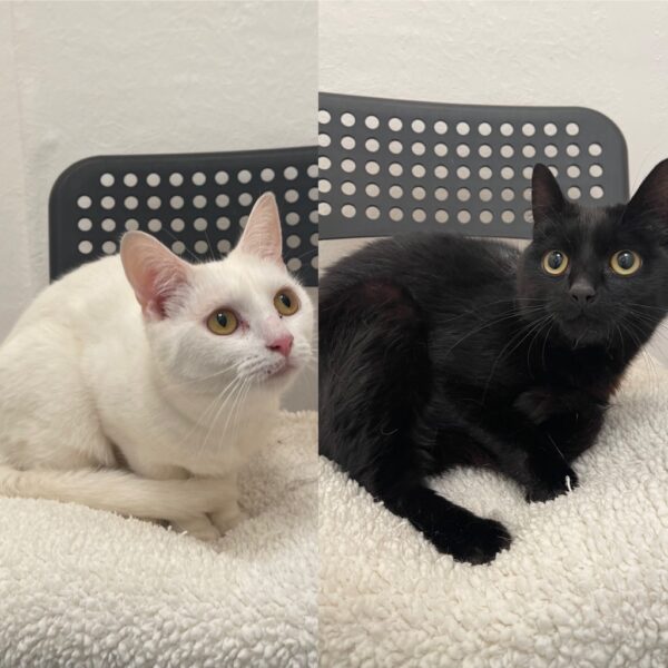 Adopt a Cat - Cat & Rabbit Rescue Center