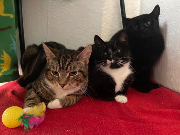 Home - Cat & Rabbit Rescue Center