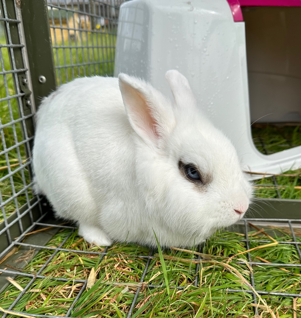 Adopt a Rabbit - Cat & Rabbit Rescue Center