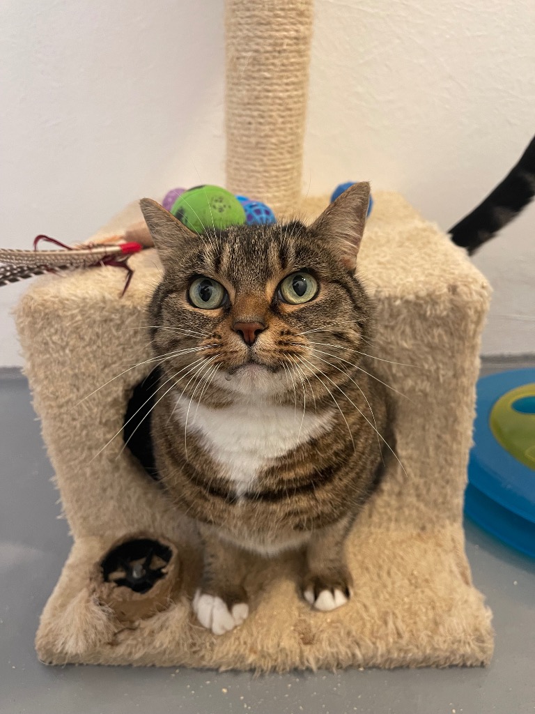 Home - Cat & Rabbit Rescue Center