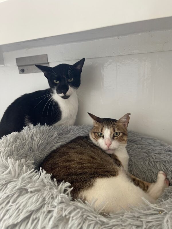 Home - Cat & Rabbit Rescue Center