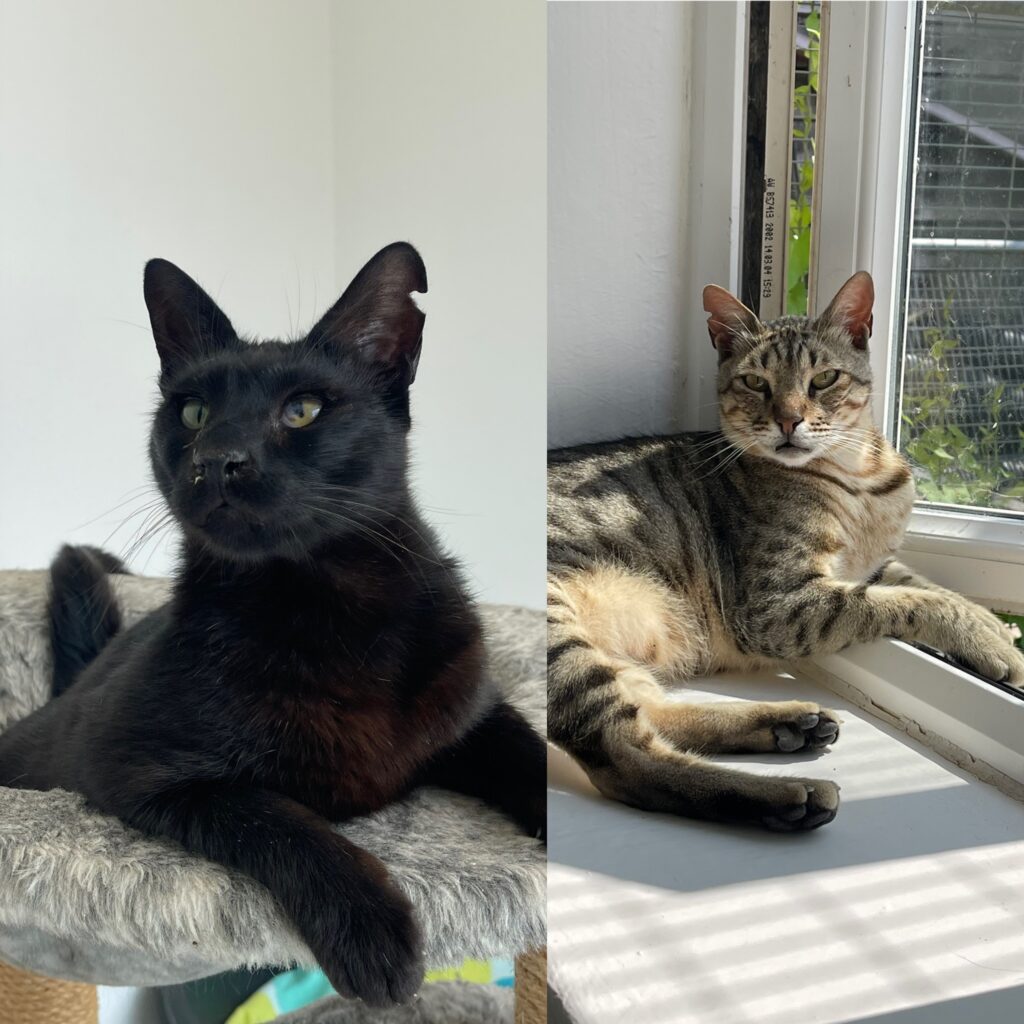 Adopt a Cat - Cat & Rabbit Rescue Center