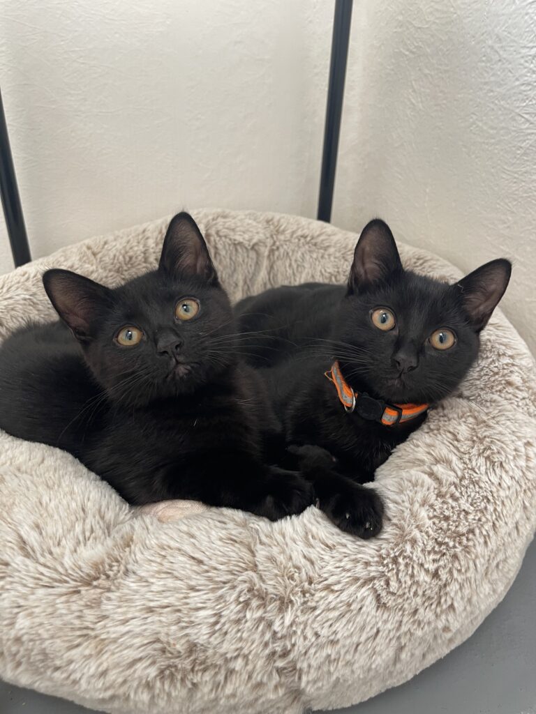 Home - Cat & Rabbit Rescue Center