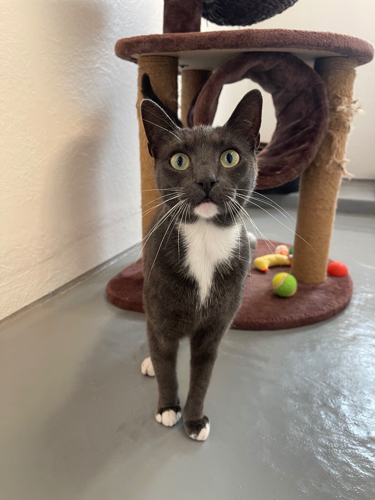 Home - Cat & Rabbit Rescue Center