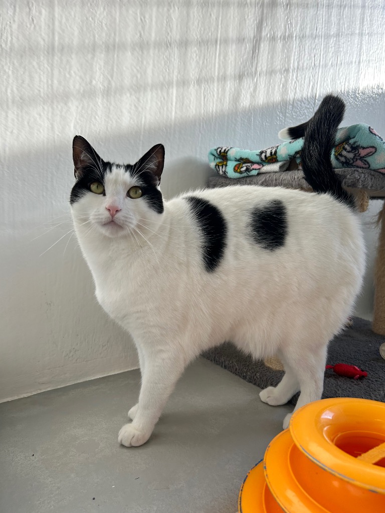 Tilly - Cat & Rabbit Rescue Center