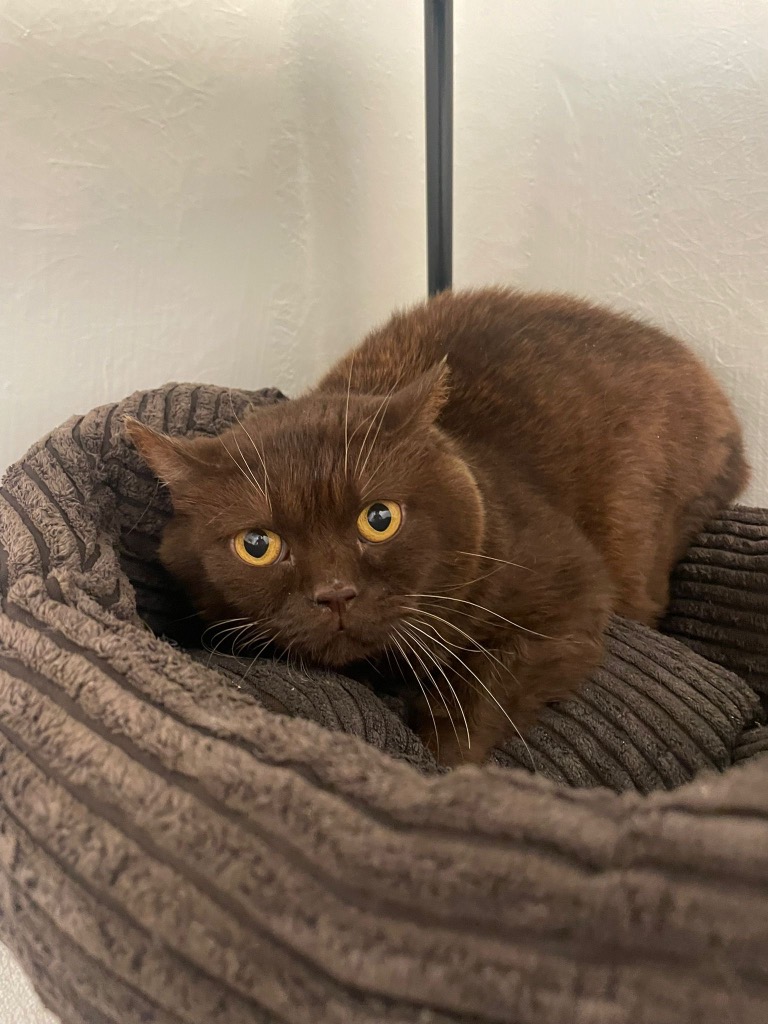 Bella & Milo - Cat & Rabbit Rescue Center