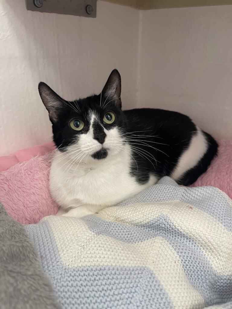 Home - Cat & Rabbit Rescue Center