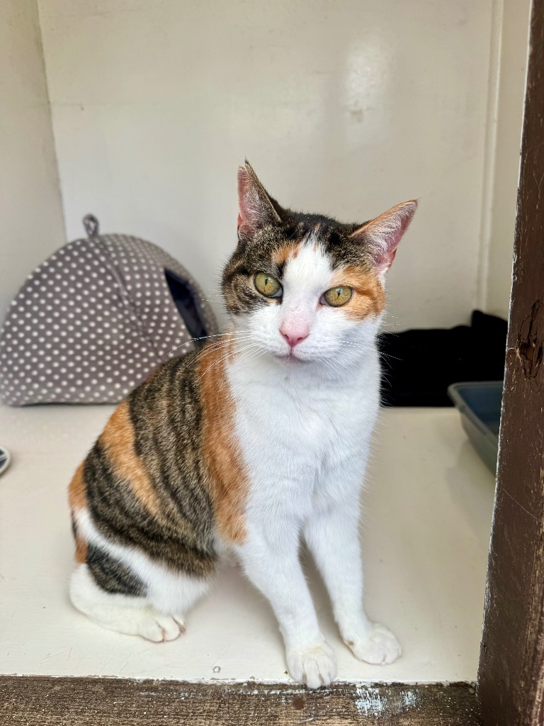 Adopt a Cat - Cat & Rabbit Rescue Center