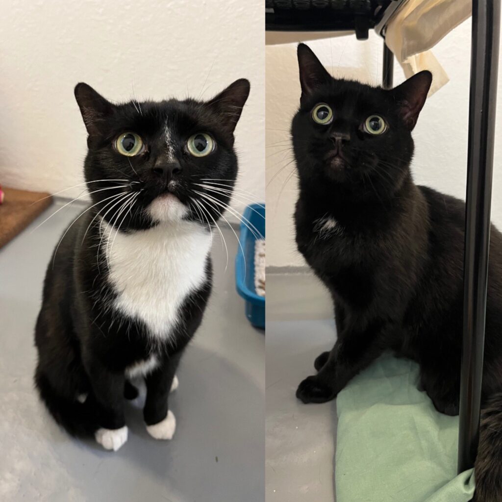 Bella & Milo - Cat & Rabbit Rescue Center