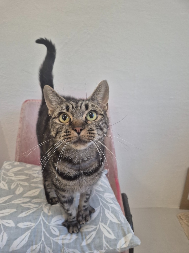 Adopt a Cat - Cat & Rabbit Rescue Center