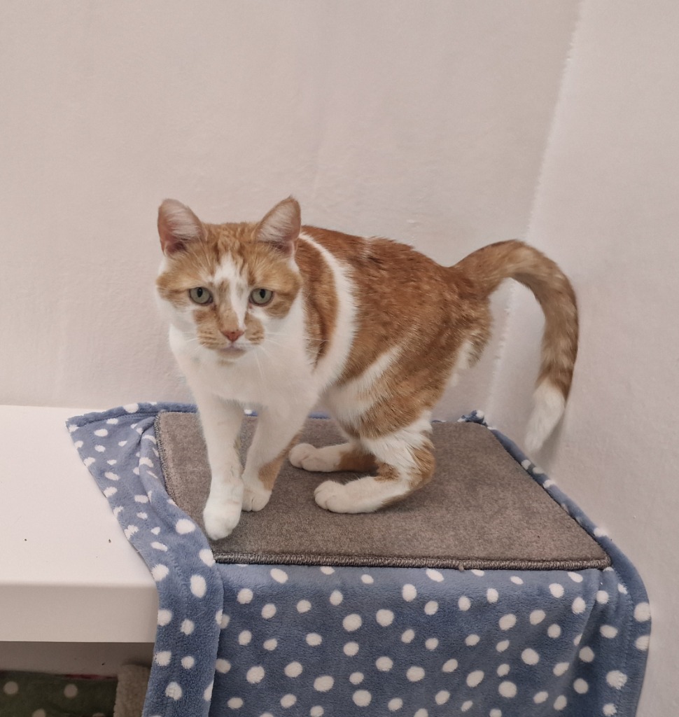 Nelson - Cat & Rabbit Rescue Center