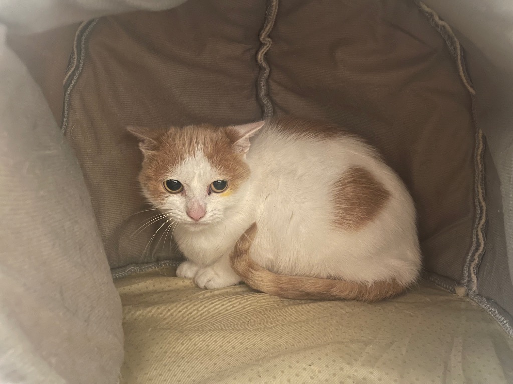 Adopt a Cat - Cat & Rabbit Rescue Center