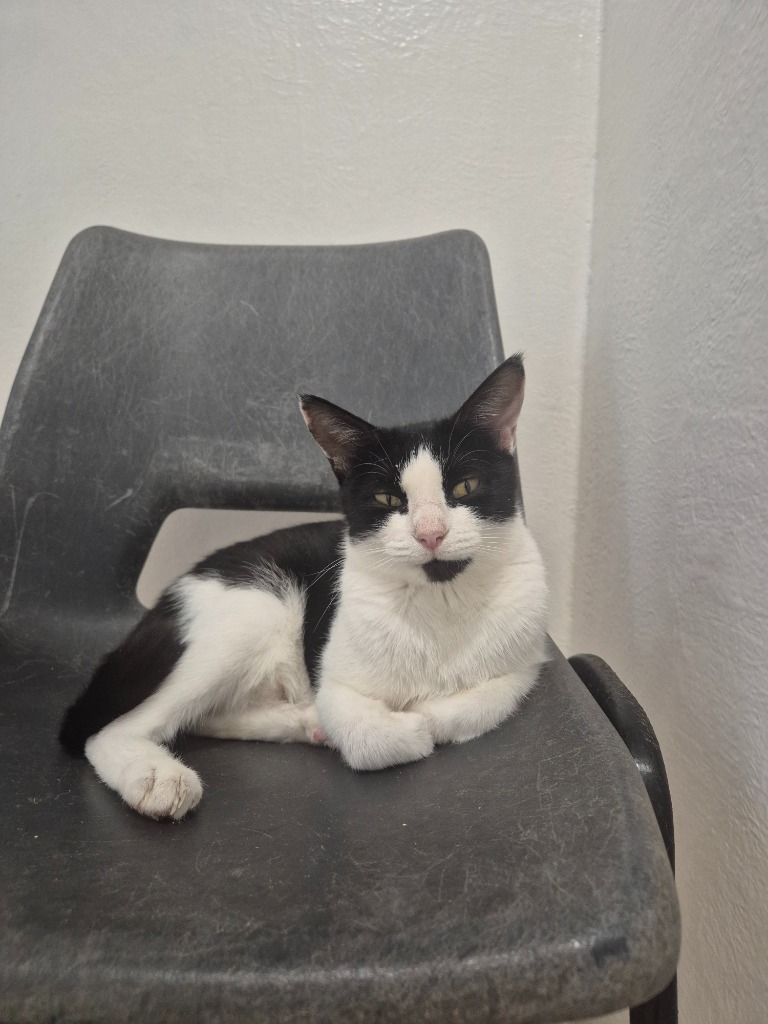 Tilly - Cat & Rabbit Rescue Center