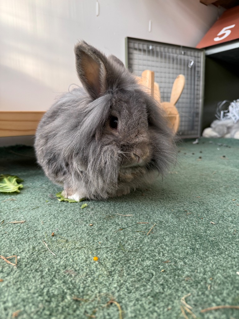 Bearberry - Cat & Rabbit Rescue Center