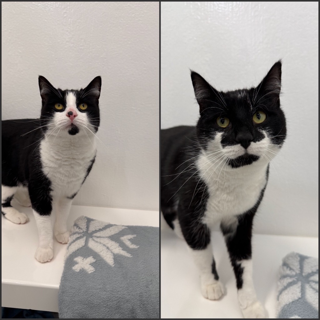 Fin & Mitzy - Cat & Rabbit Rescue Center