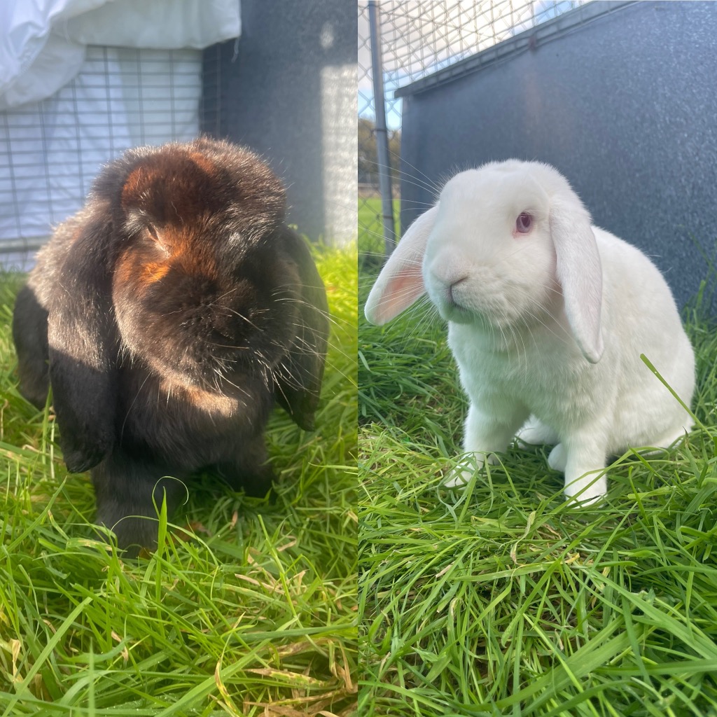 Barbados Cherry - Cat & Rabbit Rescue Center