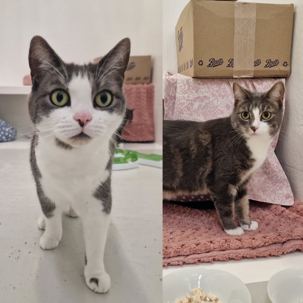 Reo & Rippley - Cat & Rabbit Rescue Center