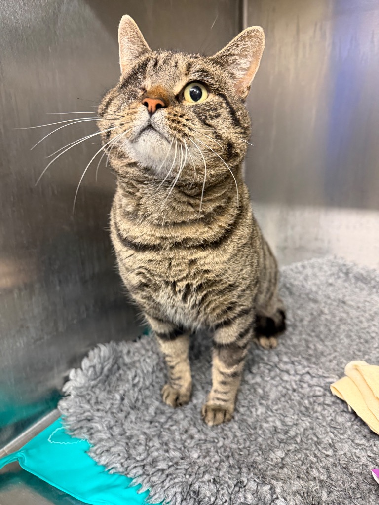 Pandora - Cat & Rabbit Rescue Center